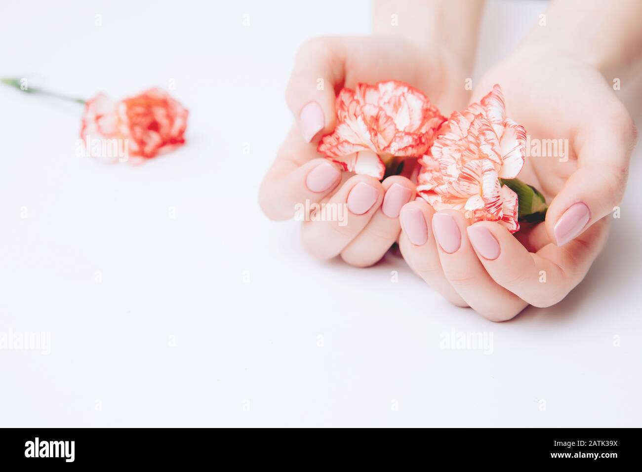 Beautiful female hands holding carnations against a white background ...