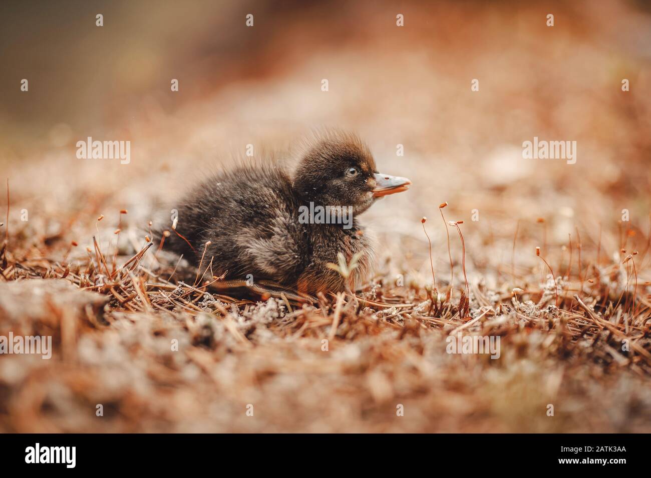 Chick duck sitting in grass of forest, lost by mom Stock Photo - Alamy