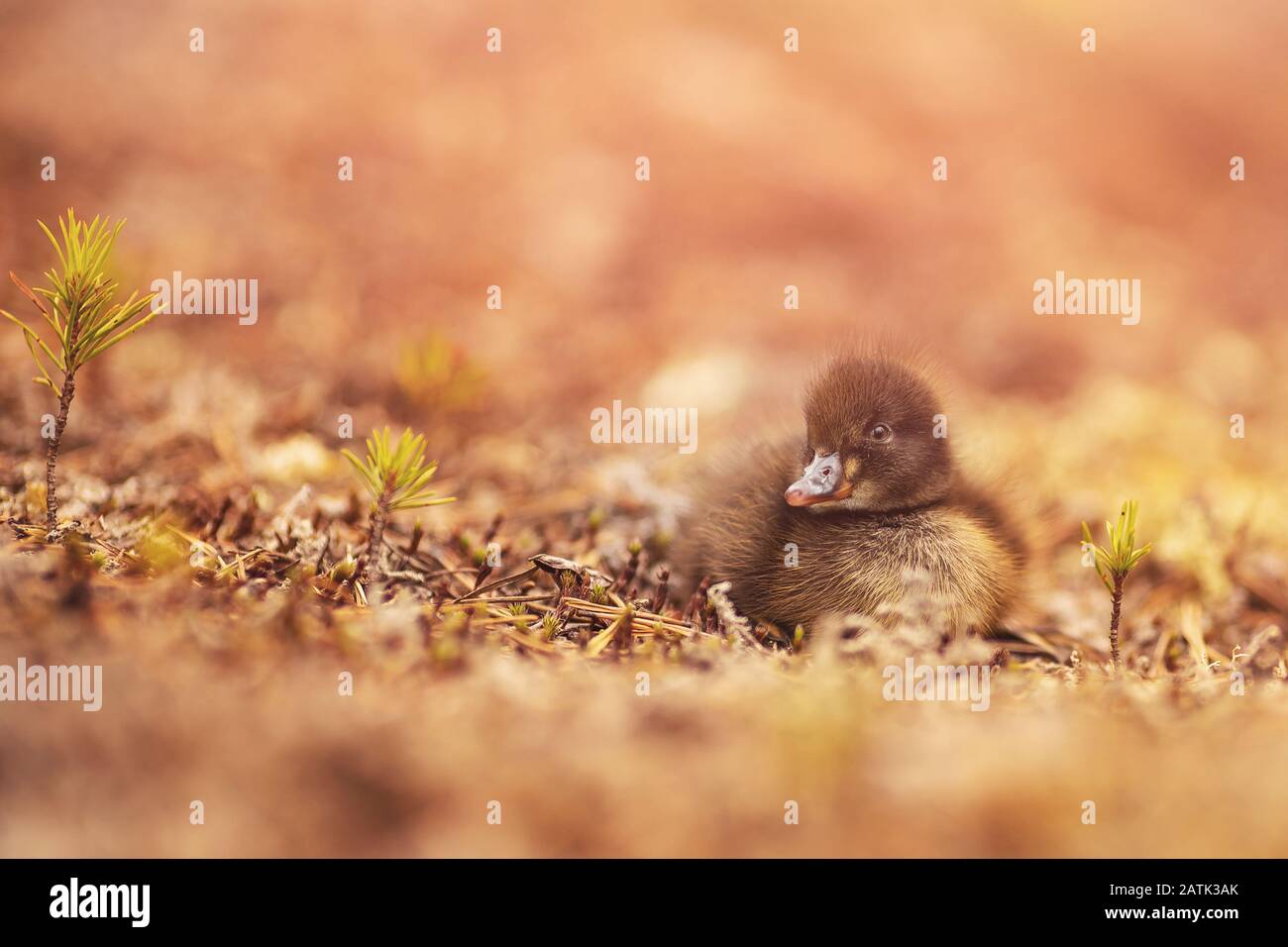 chick duck is sitting in grass of forest, rescue from fire and ...