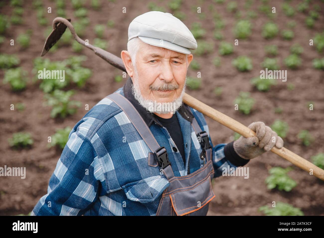 Senior elderly man reclaims earth with chopper hoe on potato field ...
