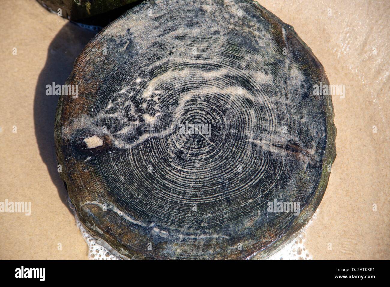Top view of groynes on the Baltic Sea with algae on a sunny day Stock ...