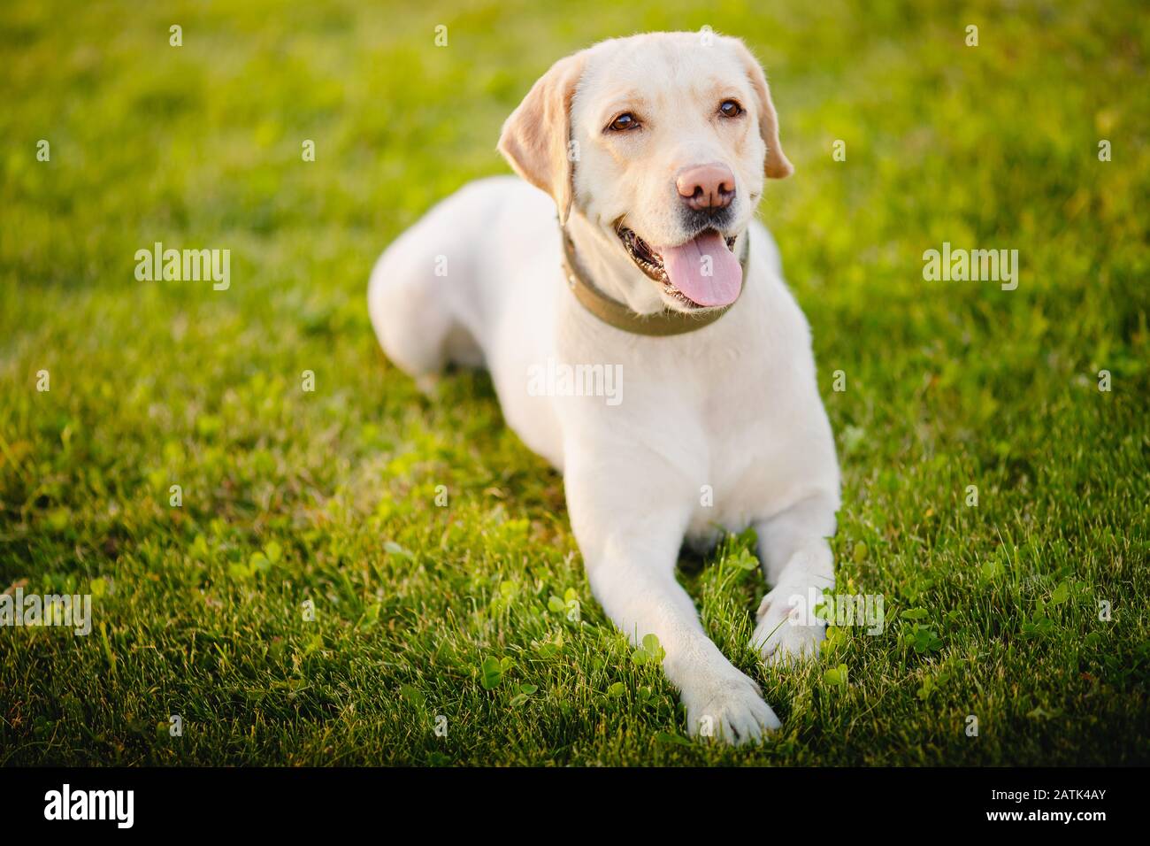 Happy smiling labrador dog outdoors sunset day Stock Photo - Alamy
