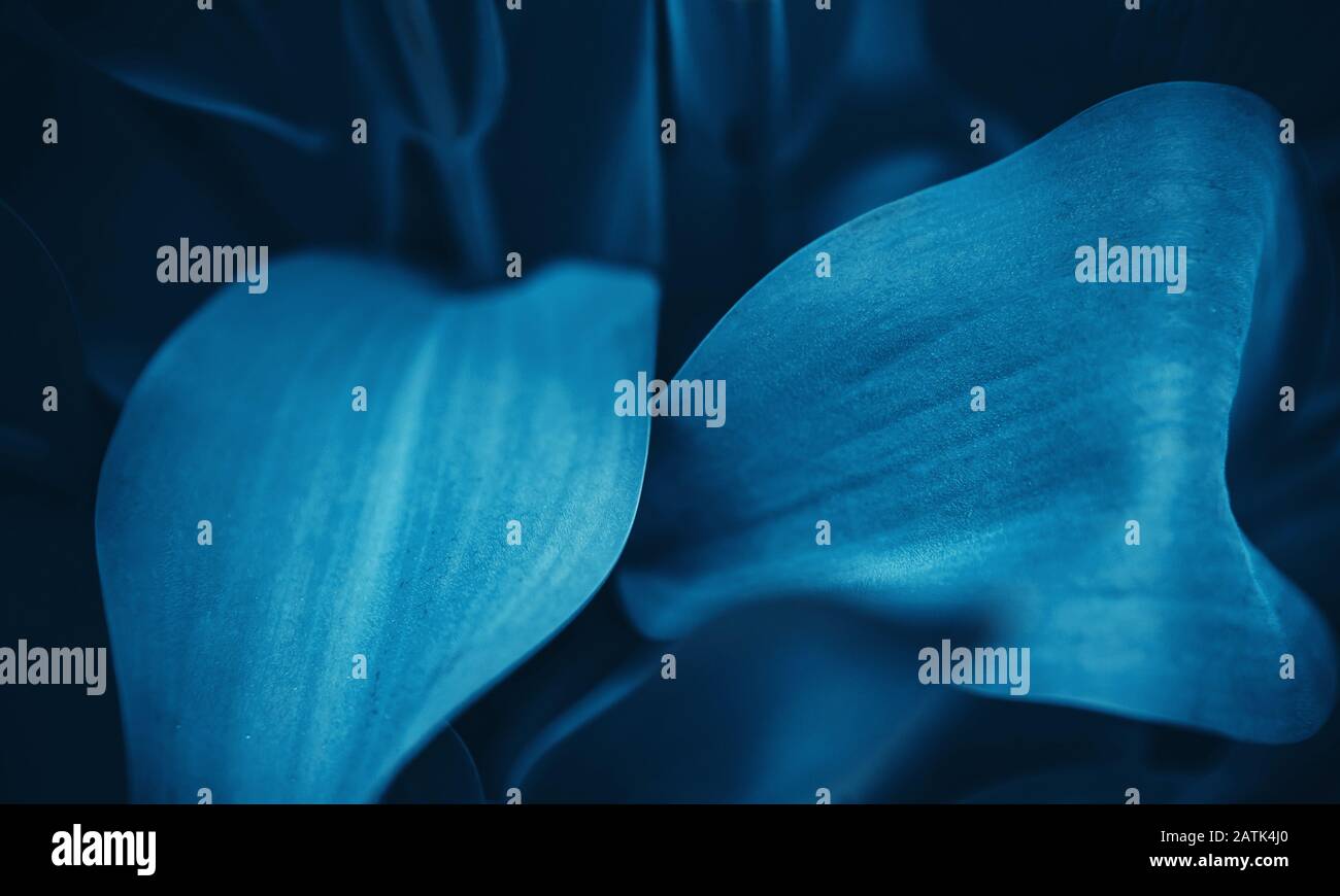 Cyan blue flowers hi-res stock photography and images - Alamy