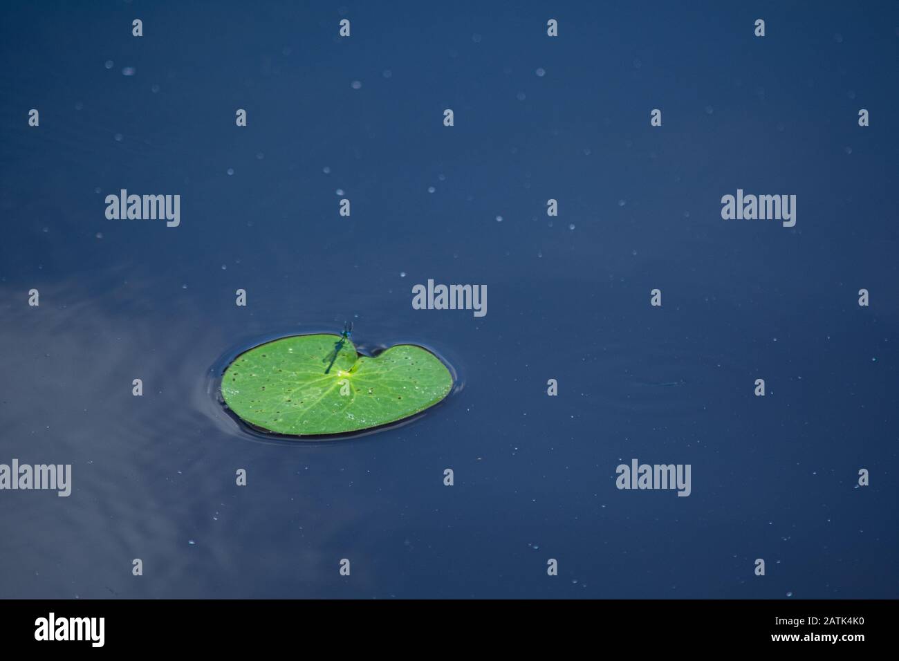 Lilly pads on water Stock Photo - Alamy