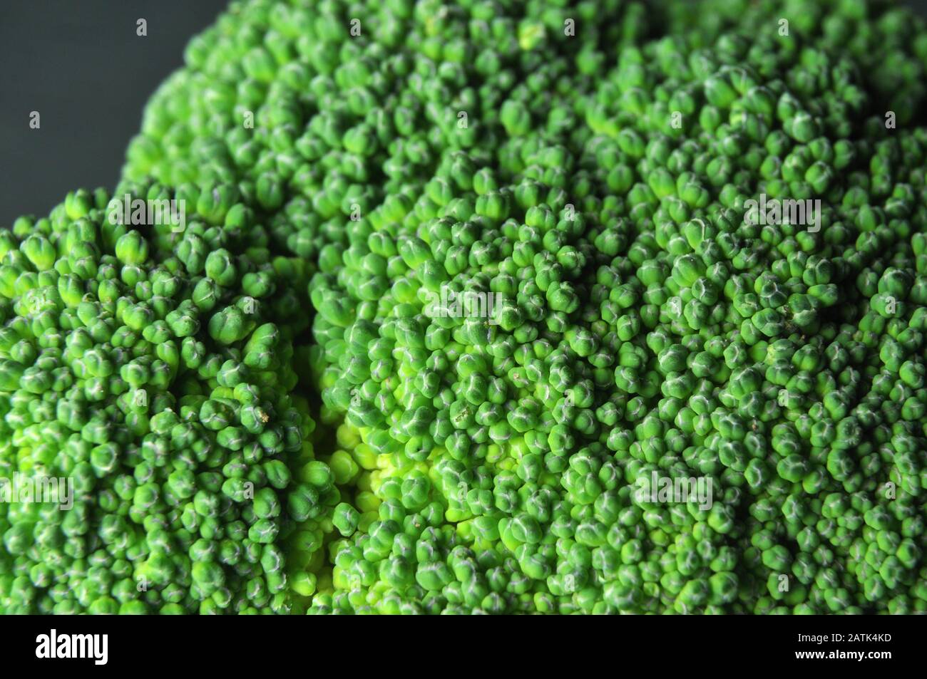 macrophotography of clusters with green florets of an uncooked broccoli ...