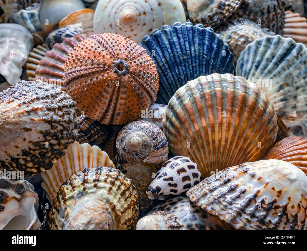 Types of shellfish hi-res stock photography and images - Alamy