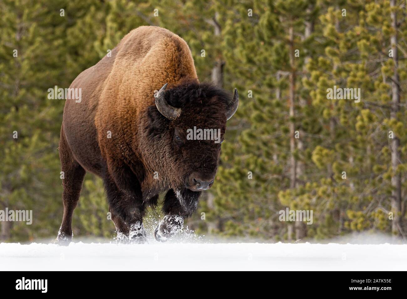 White bison yellowstone hi-res stock photography and images - Alamy