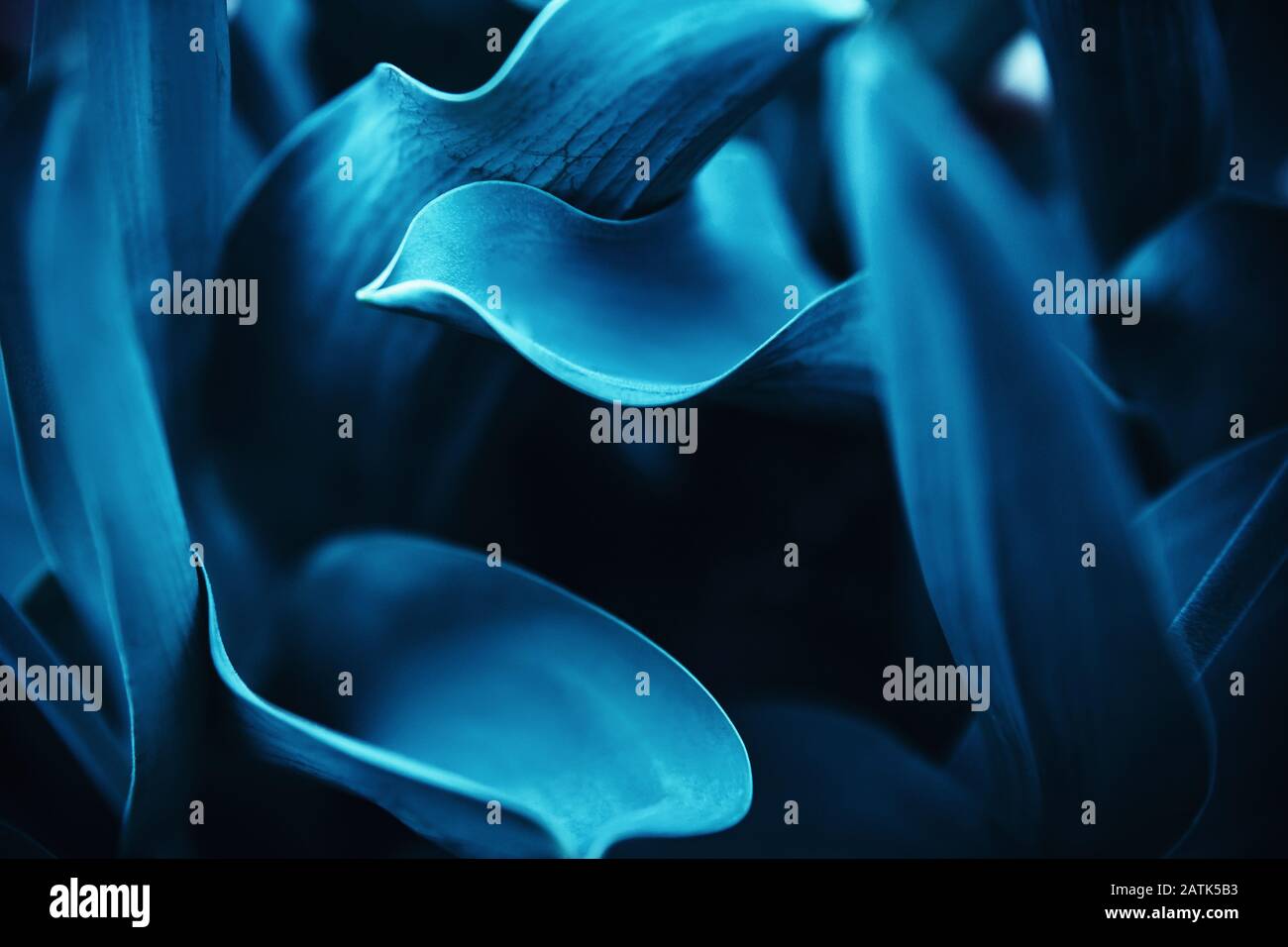 Abstract flora natural cyan blue background from flowers, macro photo ...