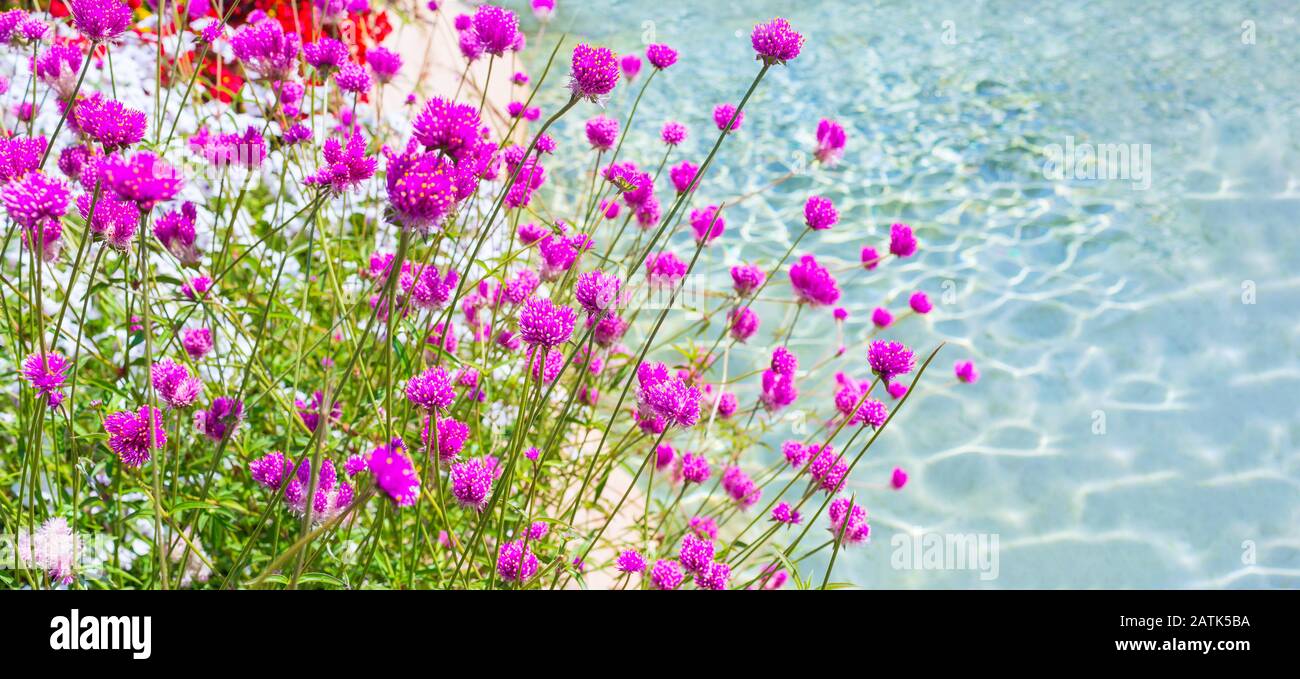 Raspberry flowers near the azure water (fountain) in Gardaland Stock ...
