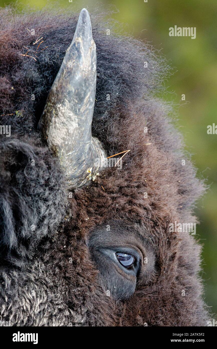 Bison eye hi-res stock photography and images - Alamy