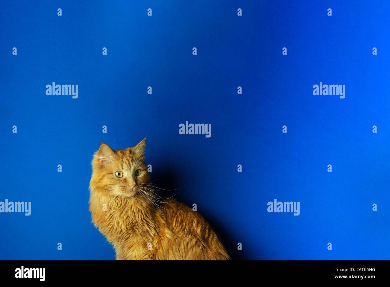 Red cat on blue background front view. Fluffy domestic animal on ...