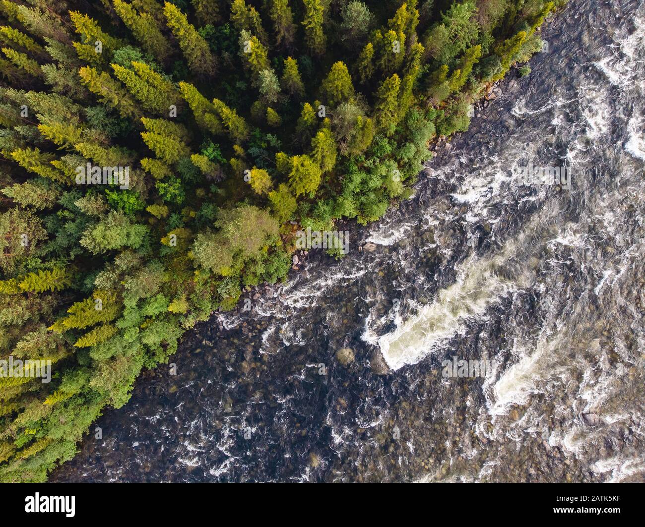 Mountain river with rapids and waterfalls coniferous forest in summer ...