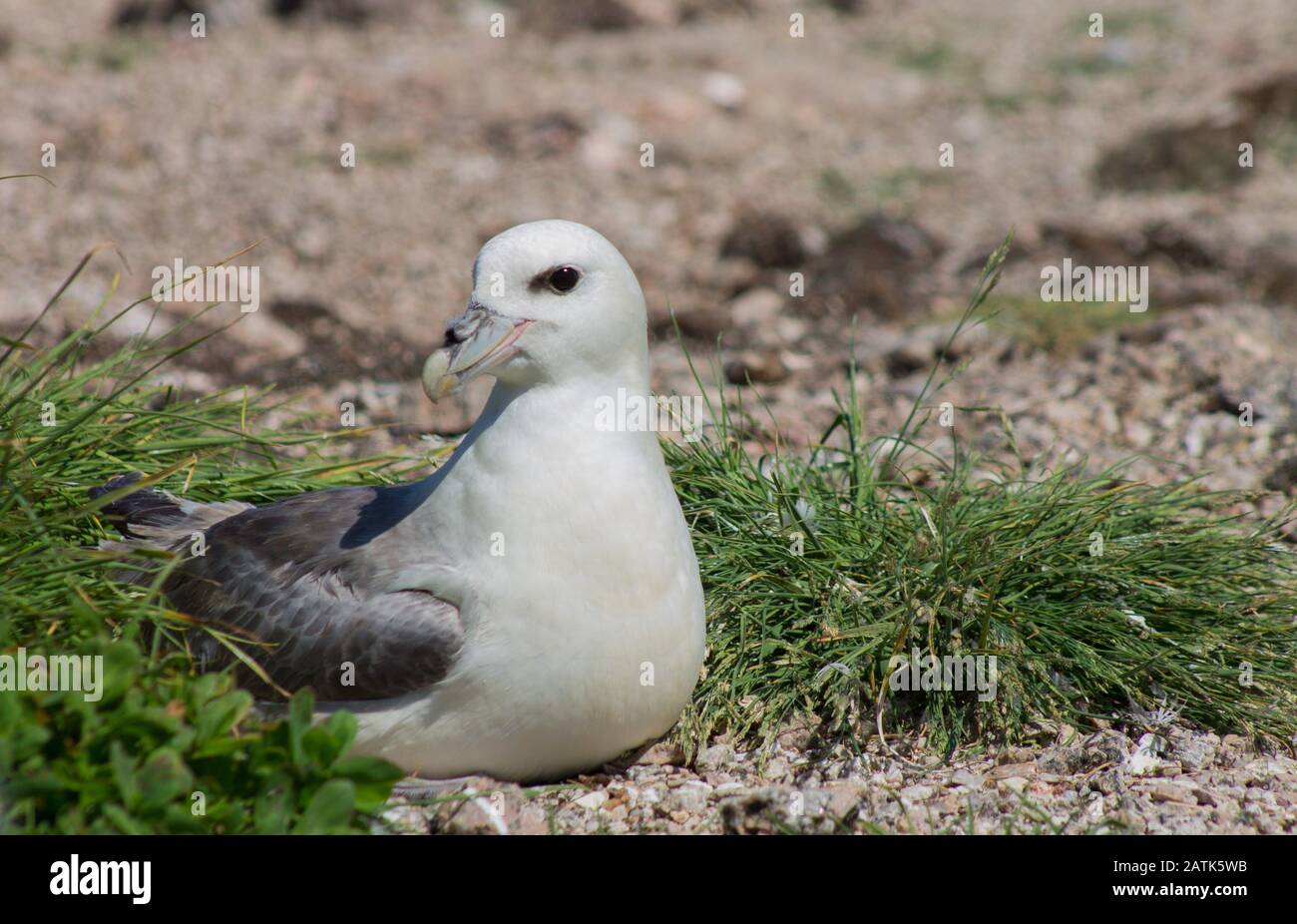 Northern Fulmar adult on nest on Funk Island Newfoundland Stock Photo ...