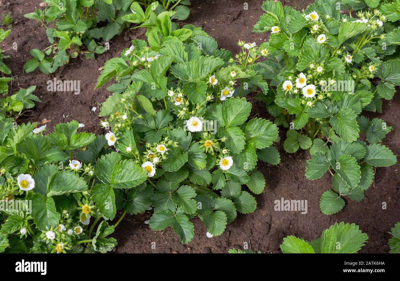 Strawberry plant. Blossoming of strawberry. Wild stawberry bushes ...