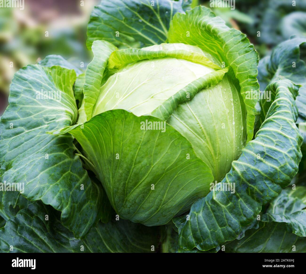 Cabbage . Fresh green big cabbage organic vegetables in the garden ...
