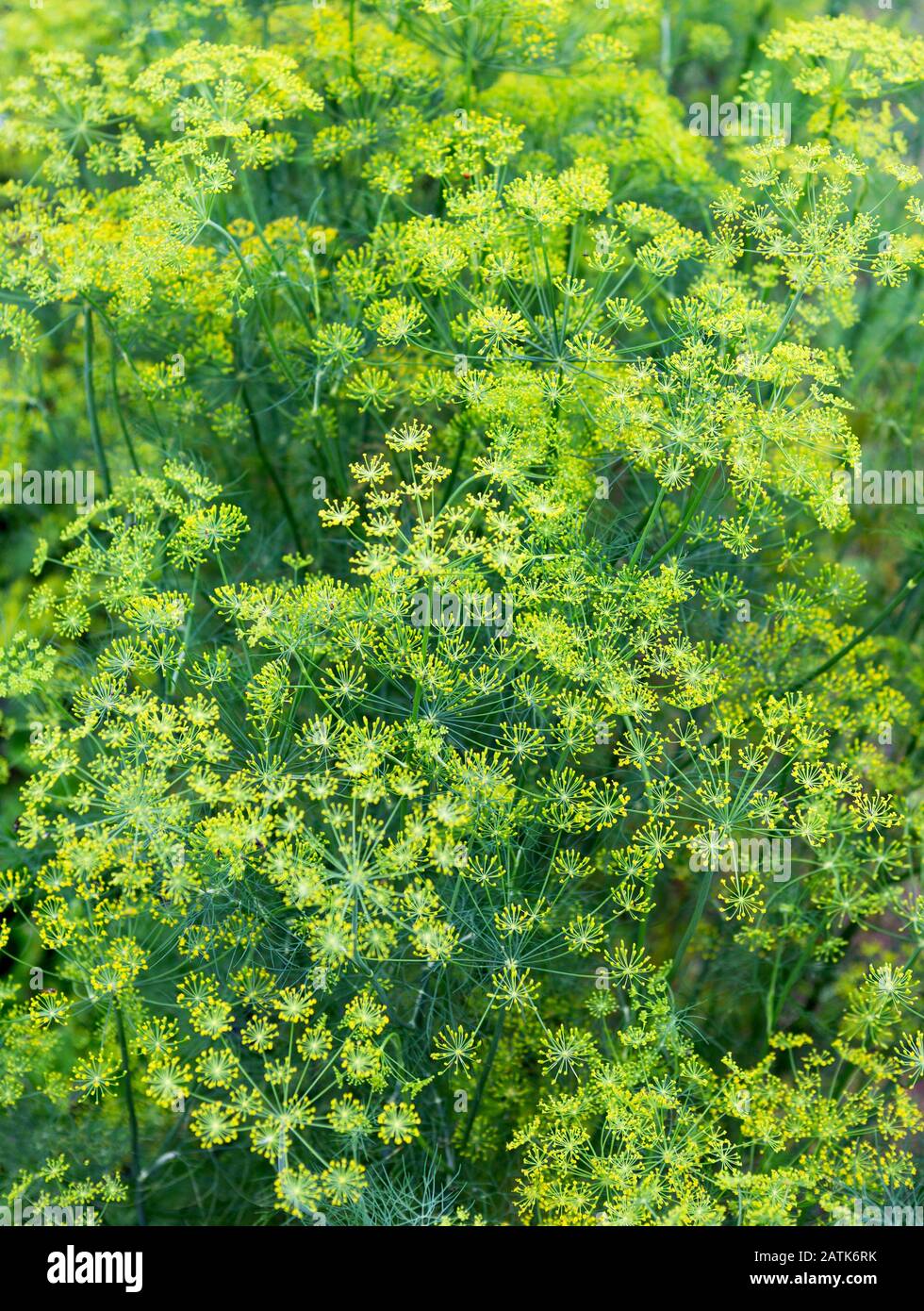 Dill plant and flower as green background. Blooming Fennel. Flowering ...