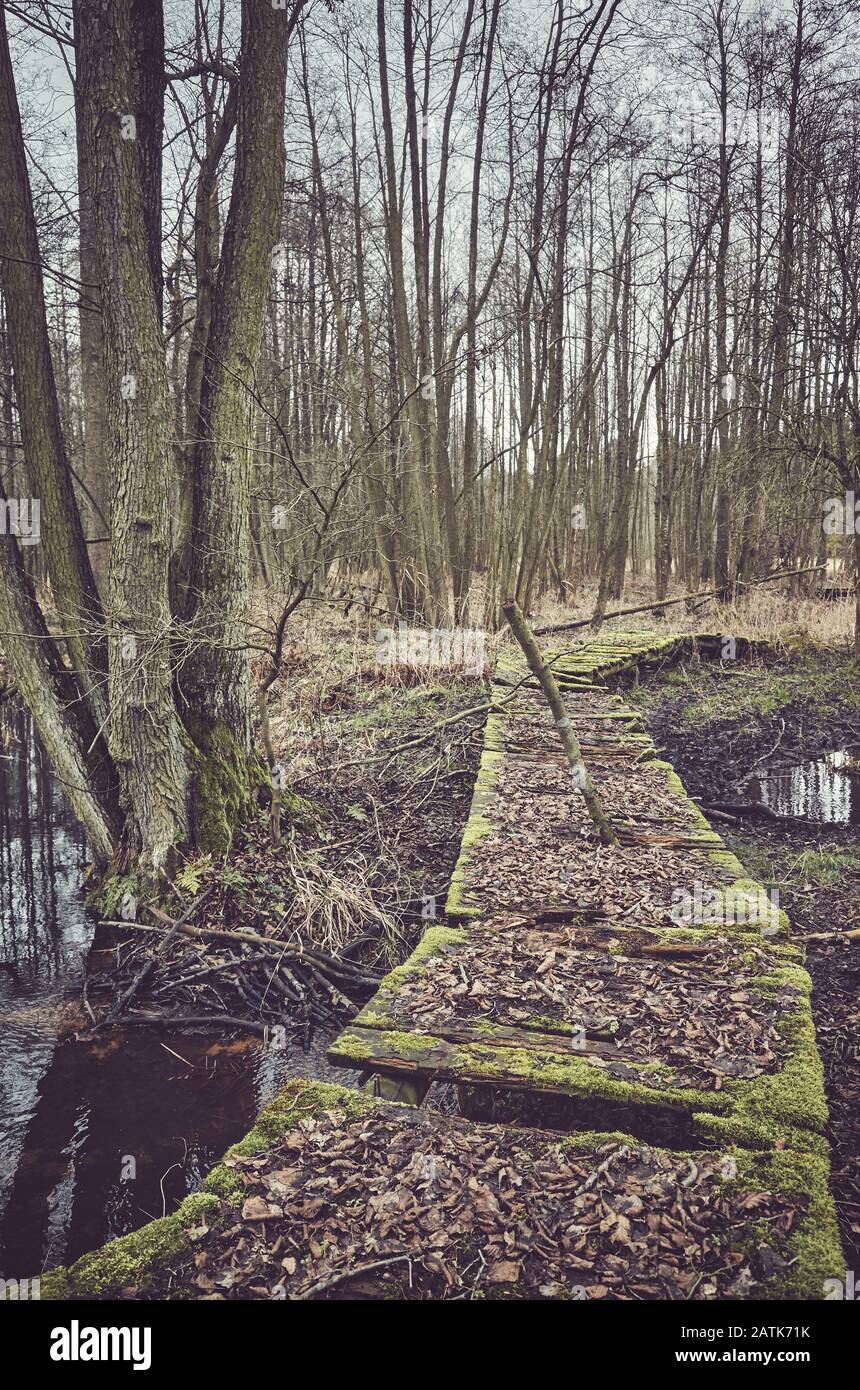 Freshwater swamp forest hi-res stock photography and images - Alamy
