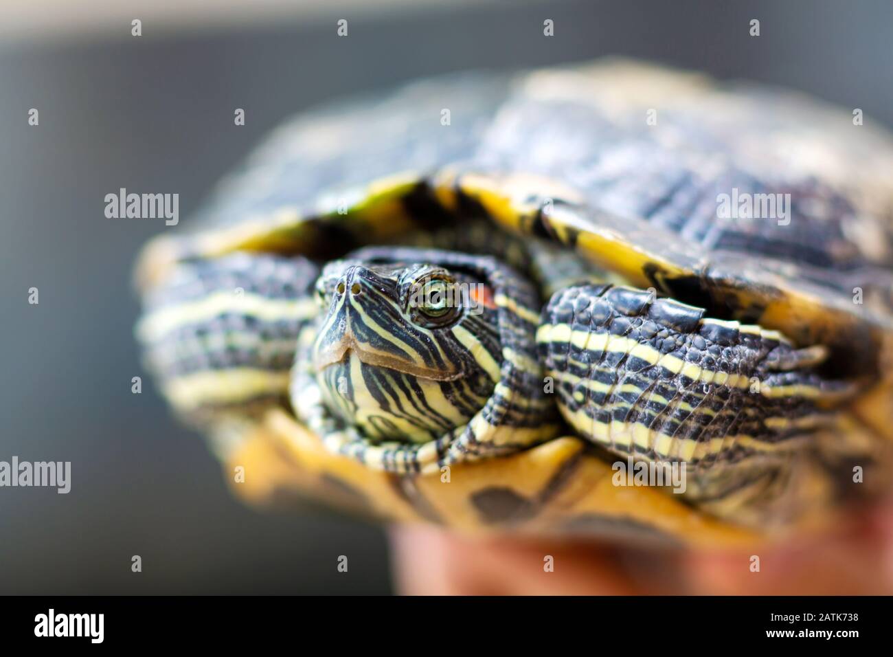 Red Eared Terrapin - Trachemys scripta elegans. Red eared slider turtle ...