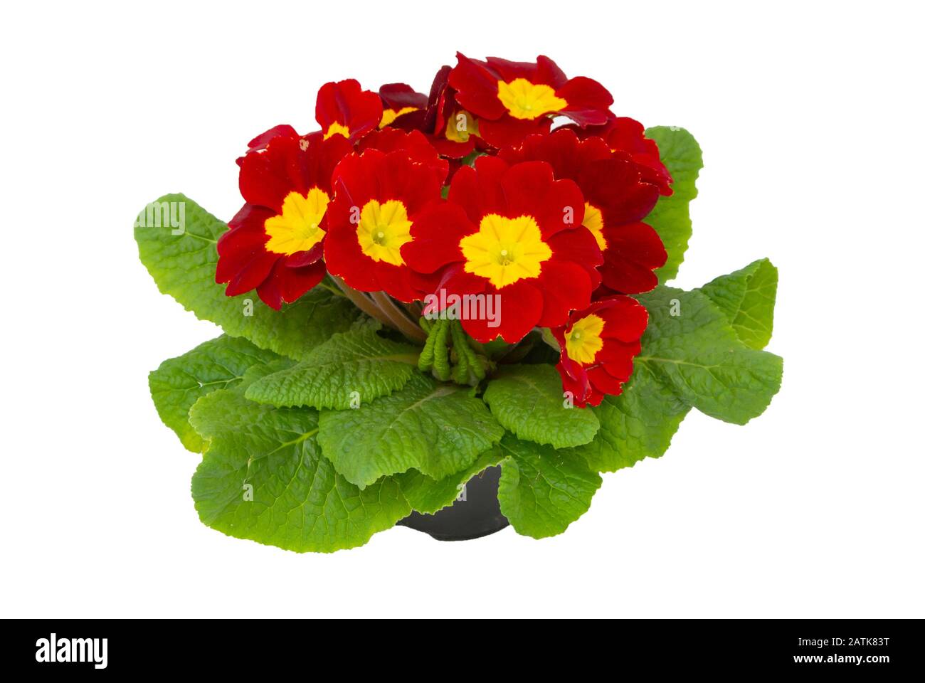 Red primula polyanthus flowers with white background Stock Photo - Alamy