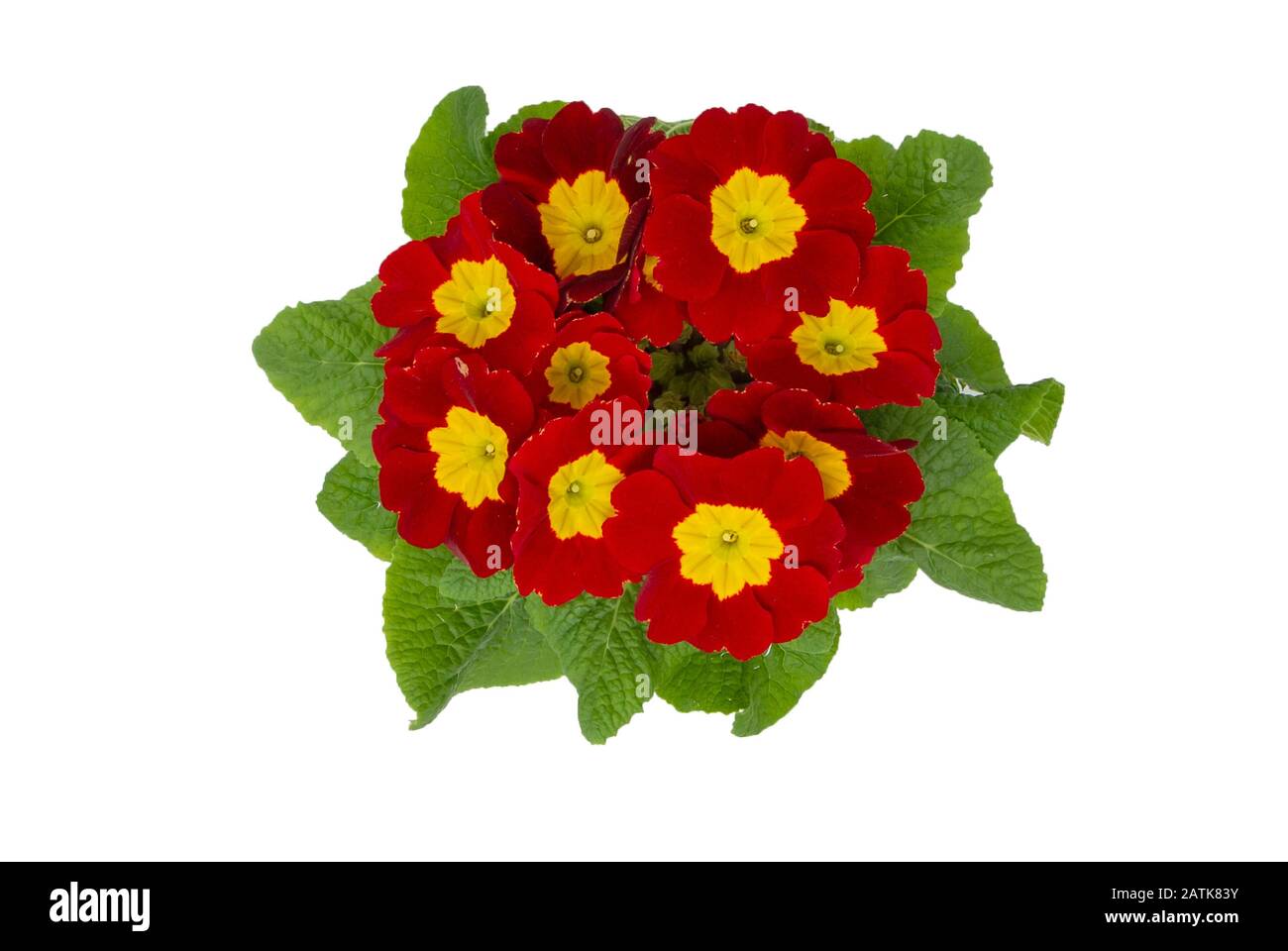 Red primula polyanthus flowers with white background Stock Photo - Alamy