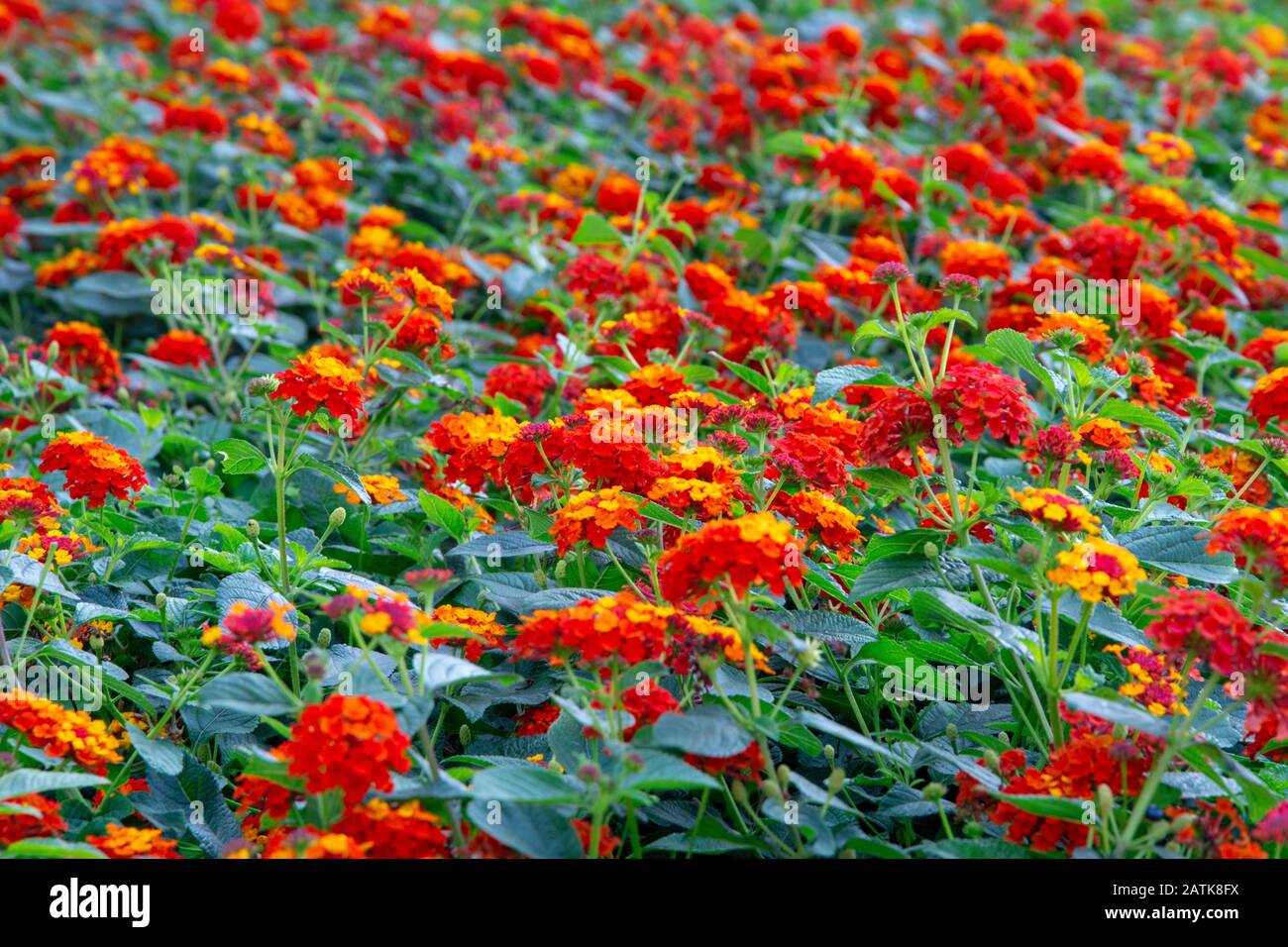 Bouquet mixed color rose flowers hi-res stock photography and images ...
