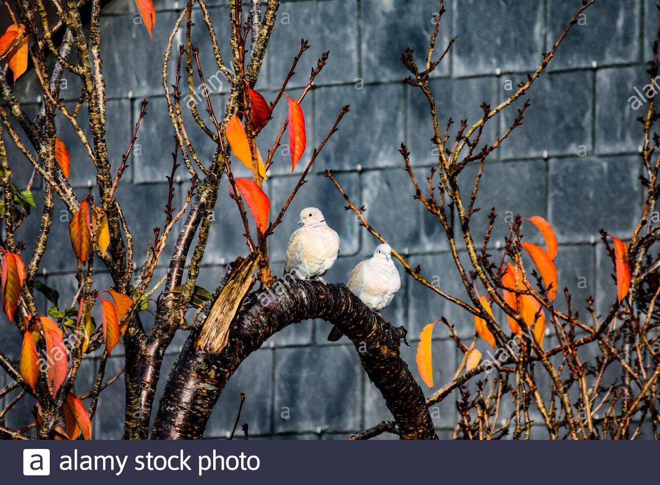 Turtle Doves High Resolution Stock Photography and Images - Alamy