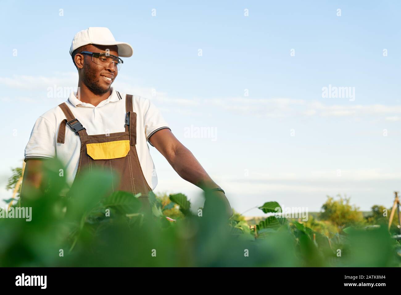 Man using hedge trimmer hi-res stock photography and images - Alamy