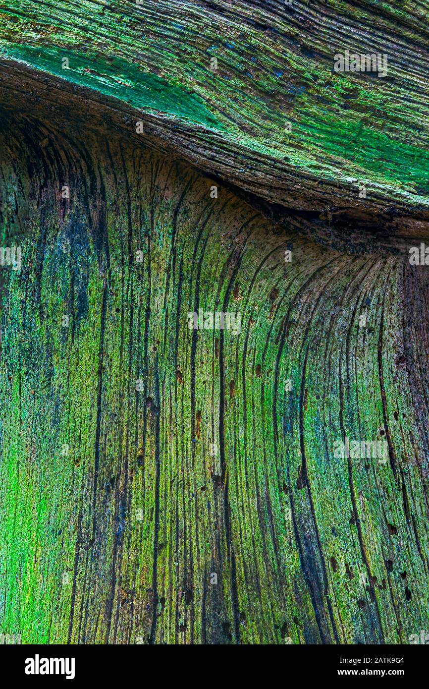Abstract green tree stump with cracks pattern Stock Photo - Alamy