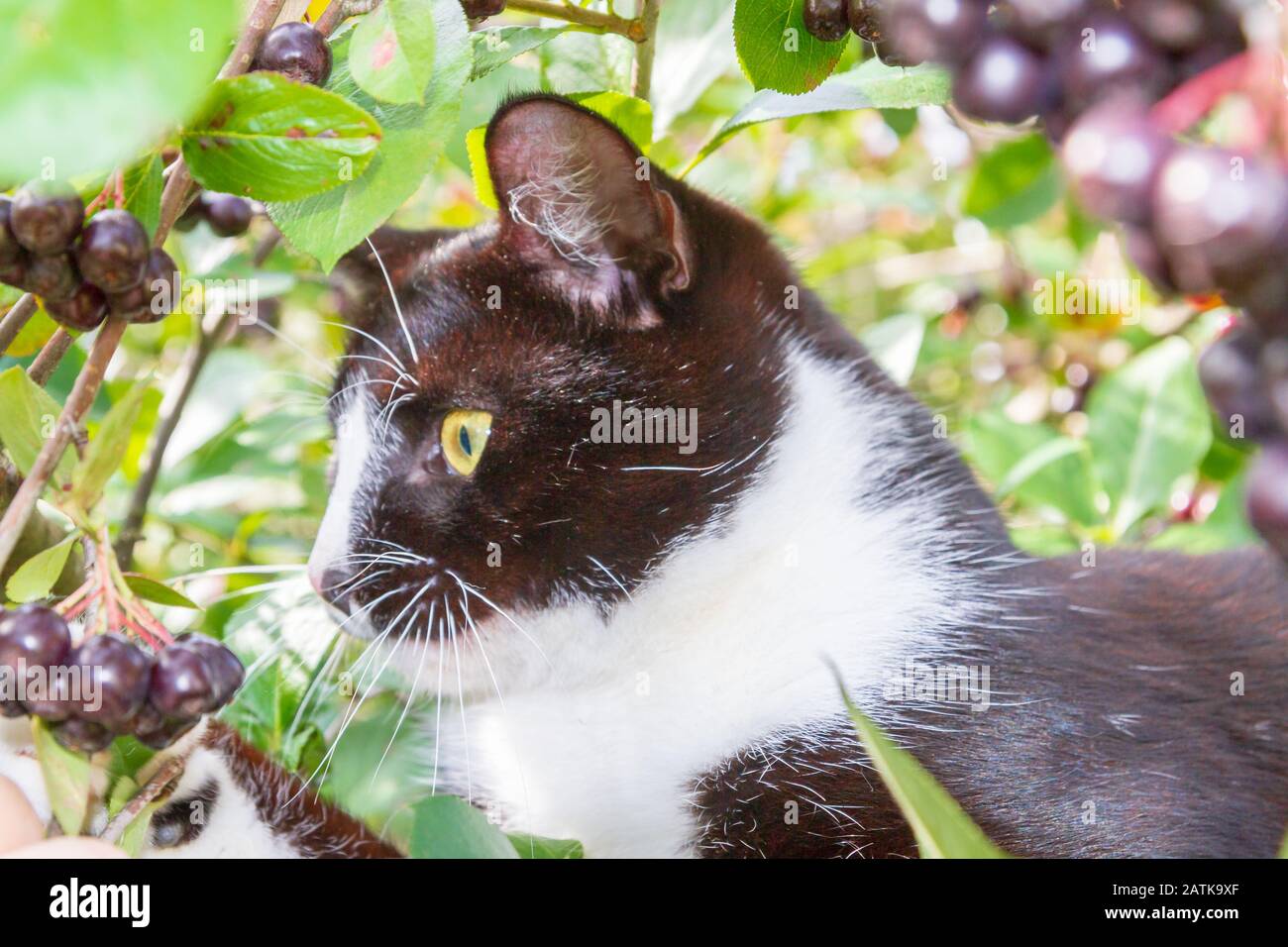 Black-and-white domestic cat in a berry Bush of chokeberry in the ...