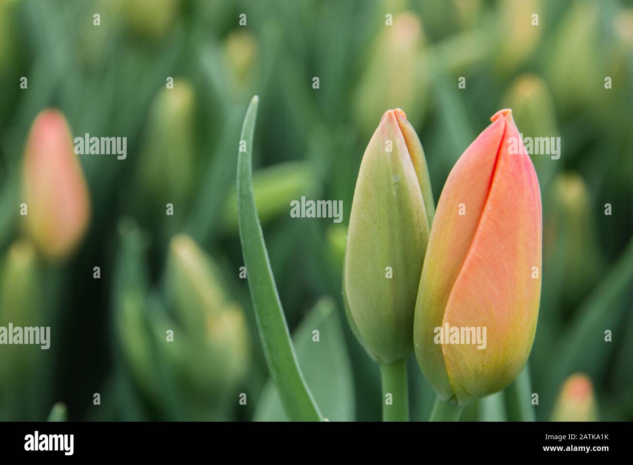 Beautiful red buds tulips, spring flowers grown in a greenhouse.Spring ...