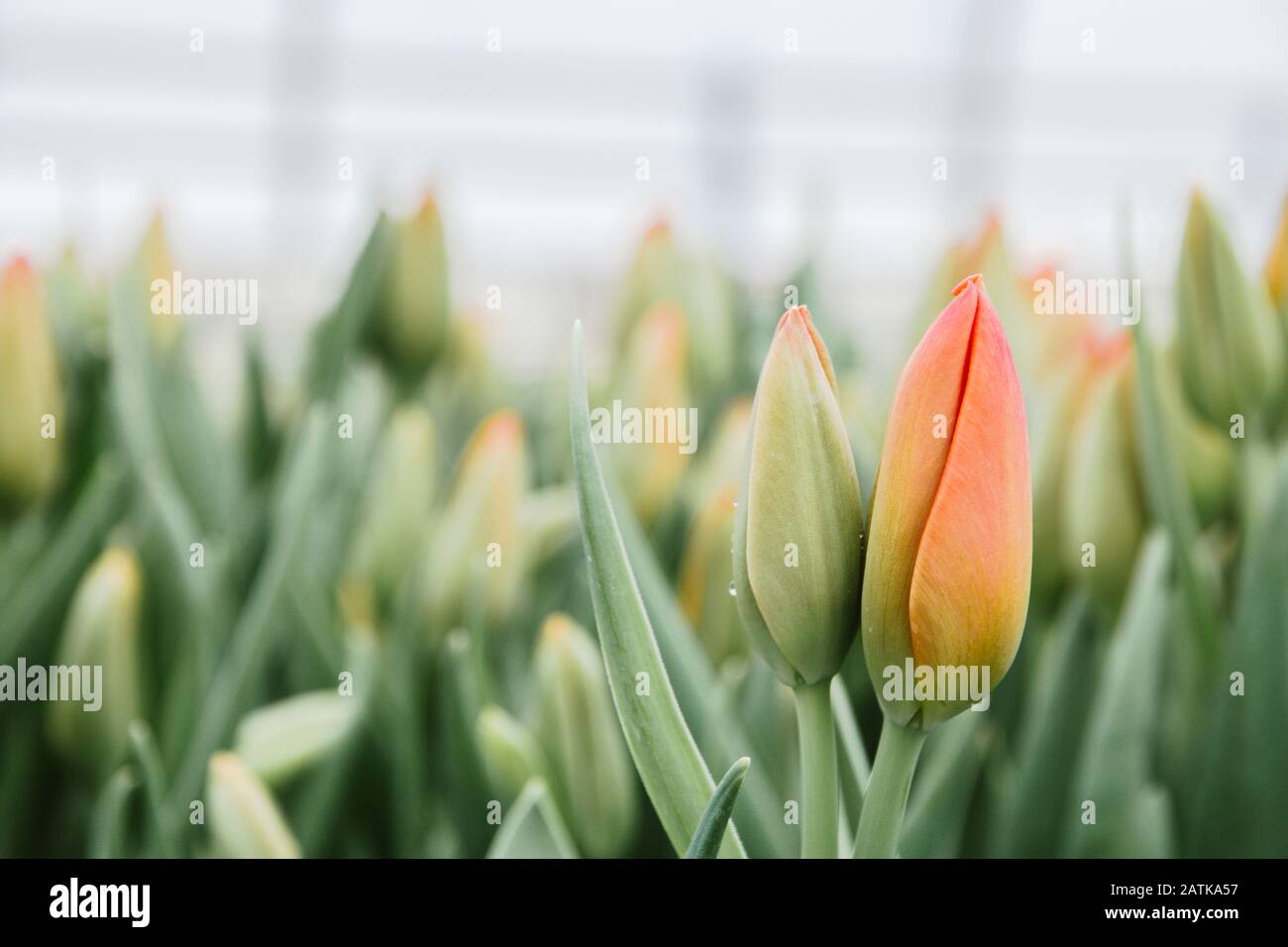 Beautiful red buds tulips, spring flowers grown in a greenhouse.Spring ...