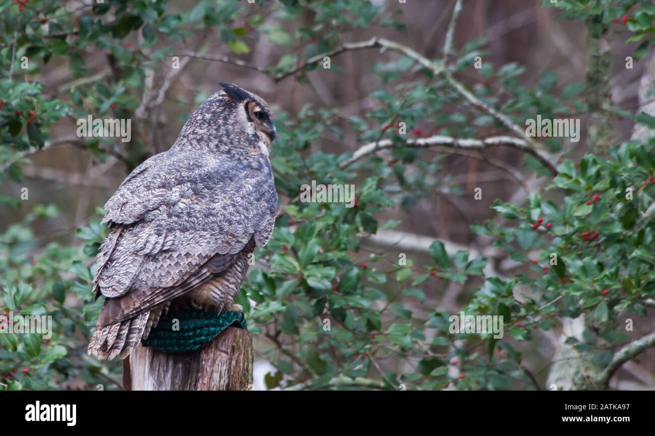 Great Horned Owl outdoors Stock Photo - Alamy