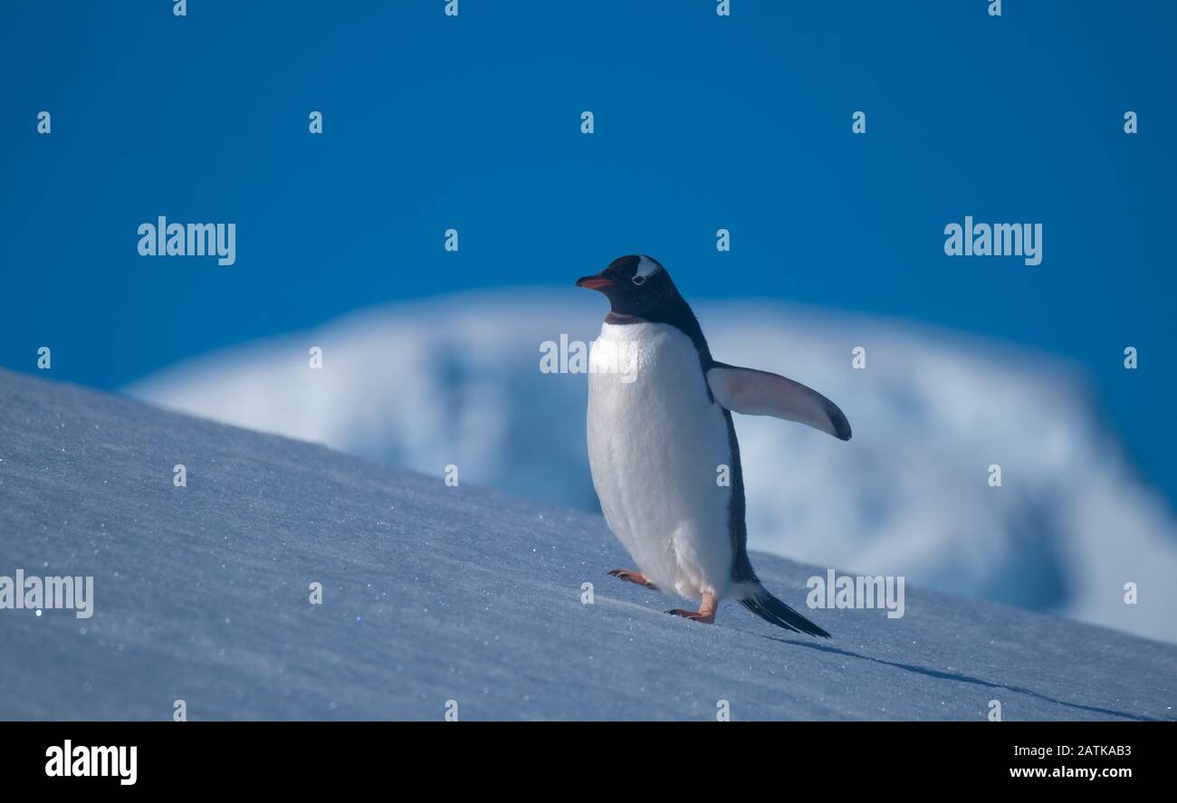 Penguins climb hi-res stock photography and images - Alamy