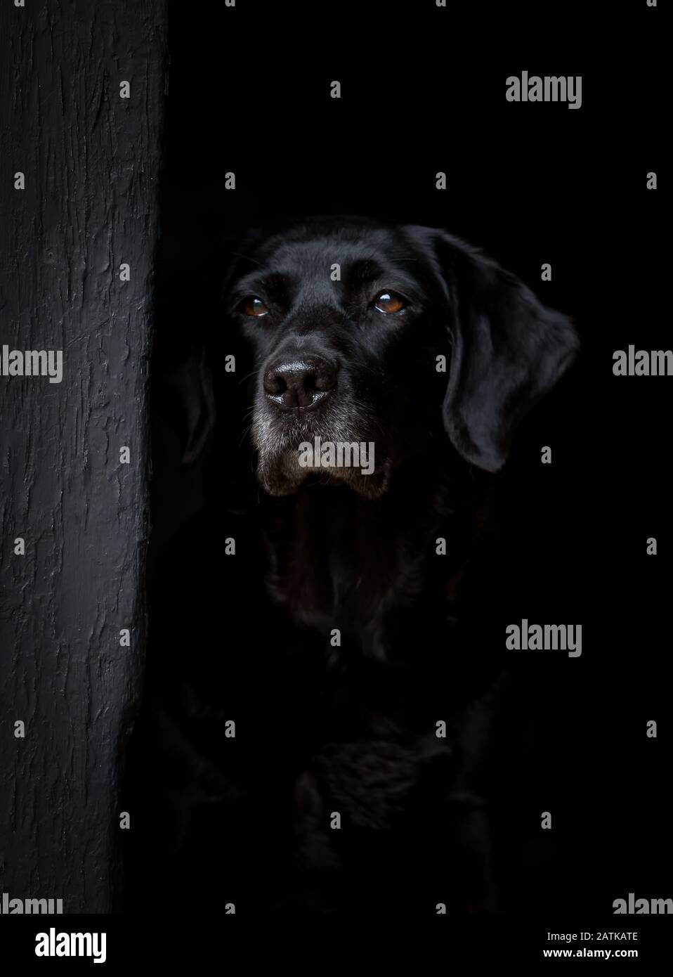 Working black labrador retriever hi-res stock photography and images ...