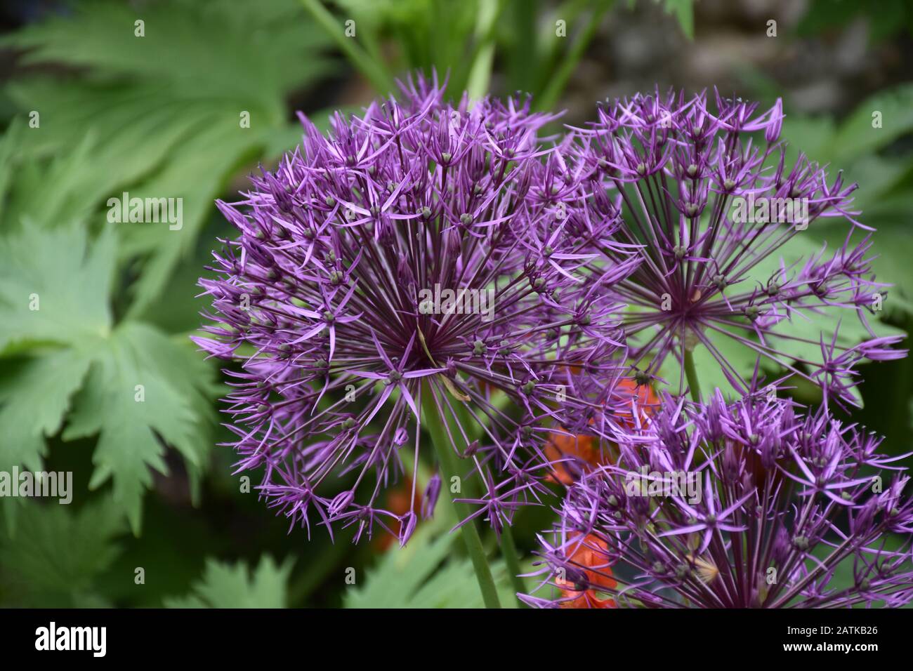 Garden with a close up look at flowering purple allium flowers Stock ...