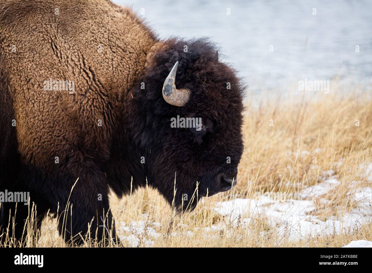 Yellowstone national park cow hi-res stock photography and images - Alamy