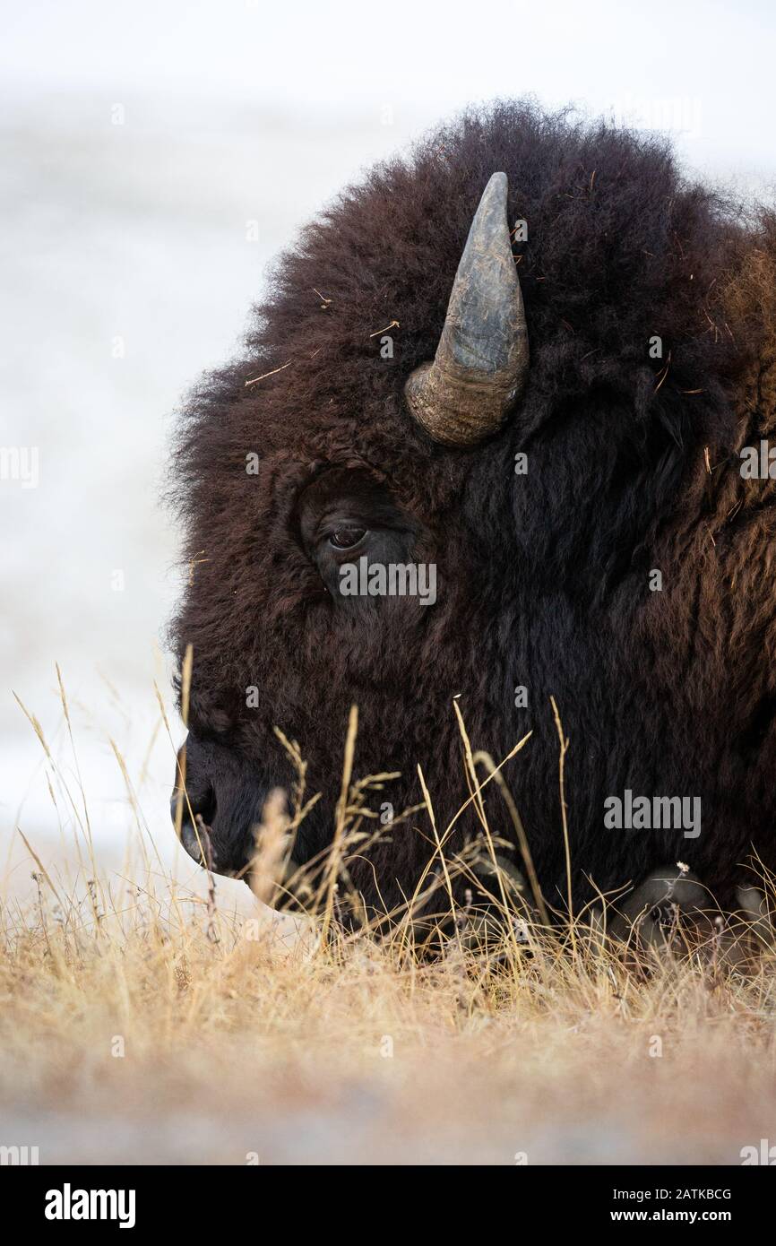 Strong bison hi-res stock photography and images - Alamy