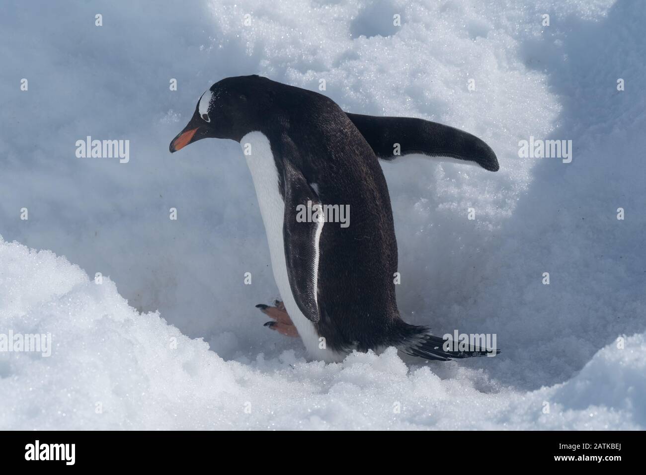 Penguin highway, steep trails in the snow made by penguins as they ...