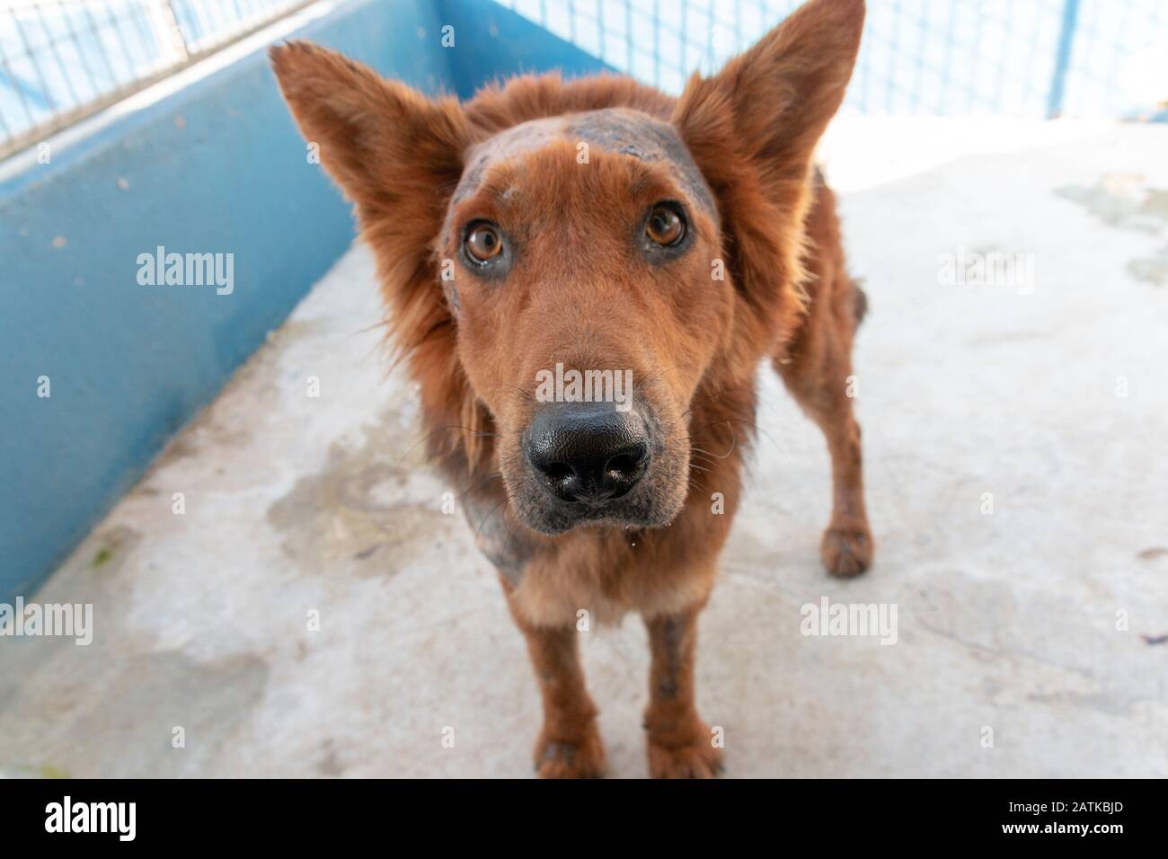 A close up view of a dog that has very bad skin and has been shaved and ...