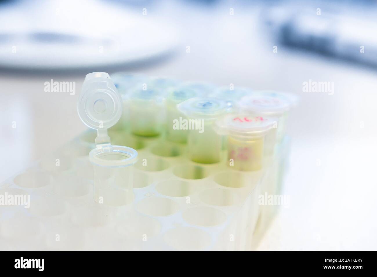 Microtube rack on the working surface in the scientific laboratory ...