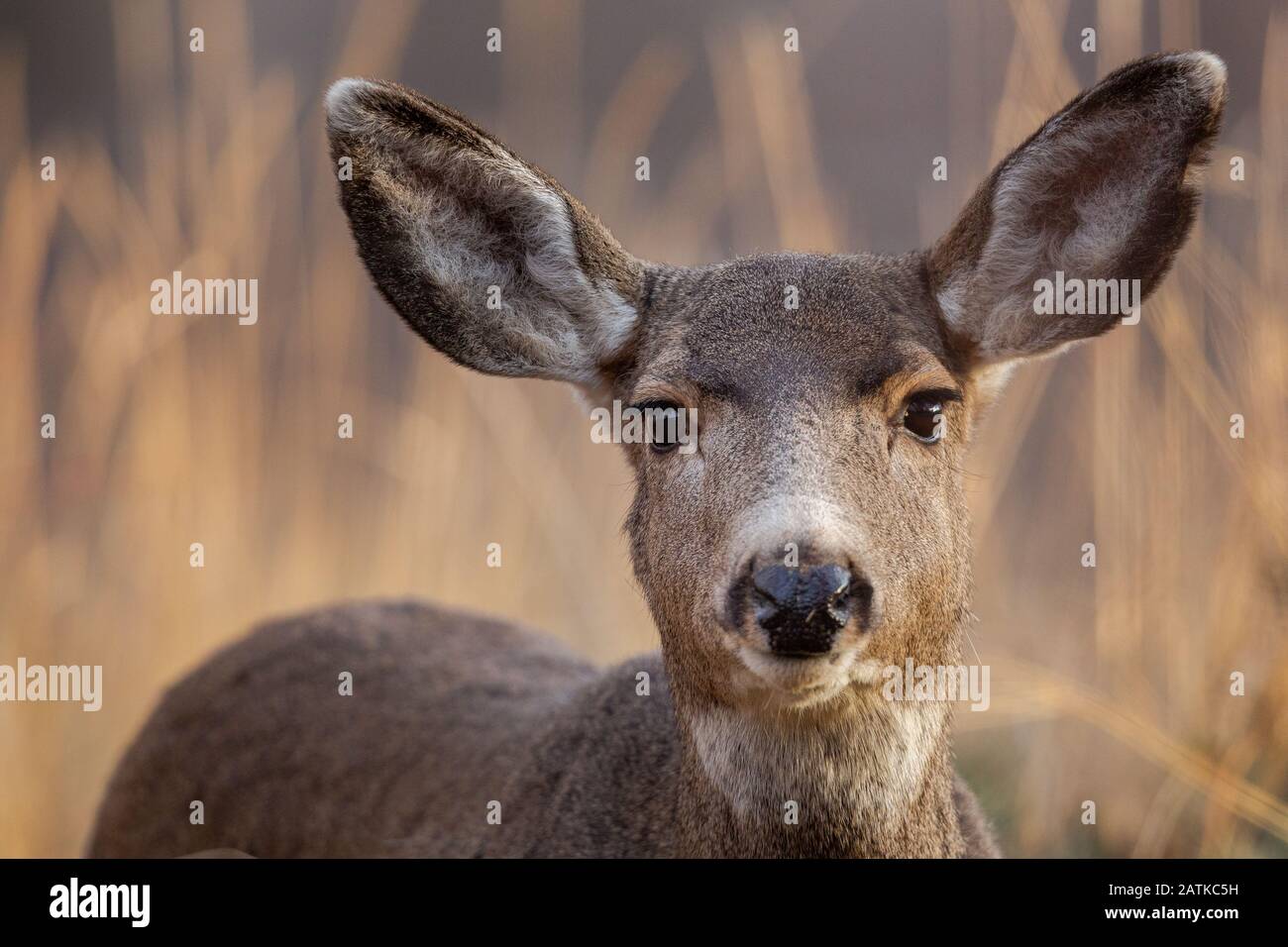 Face mule deer odocoileus hi-res stock photography and images - Alamy