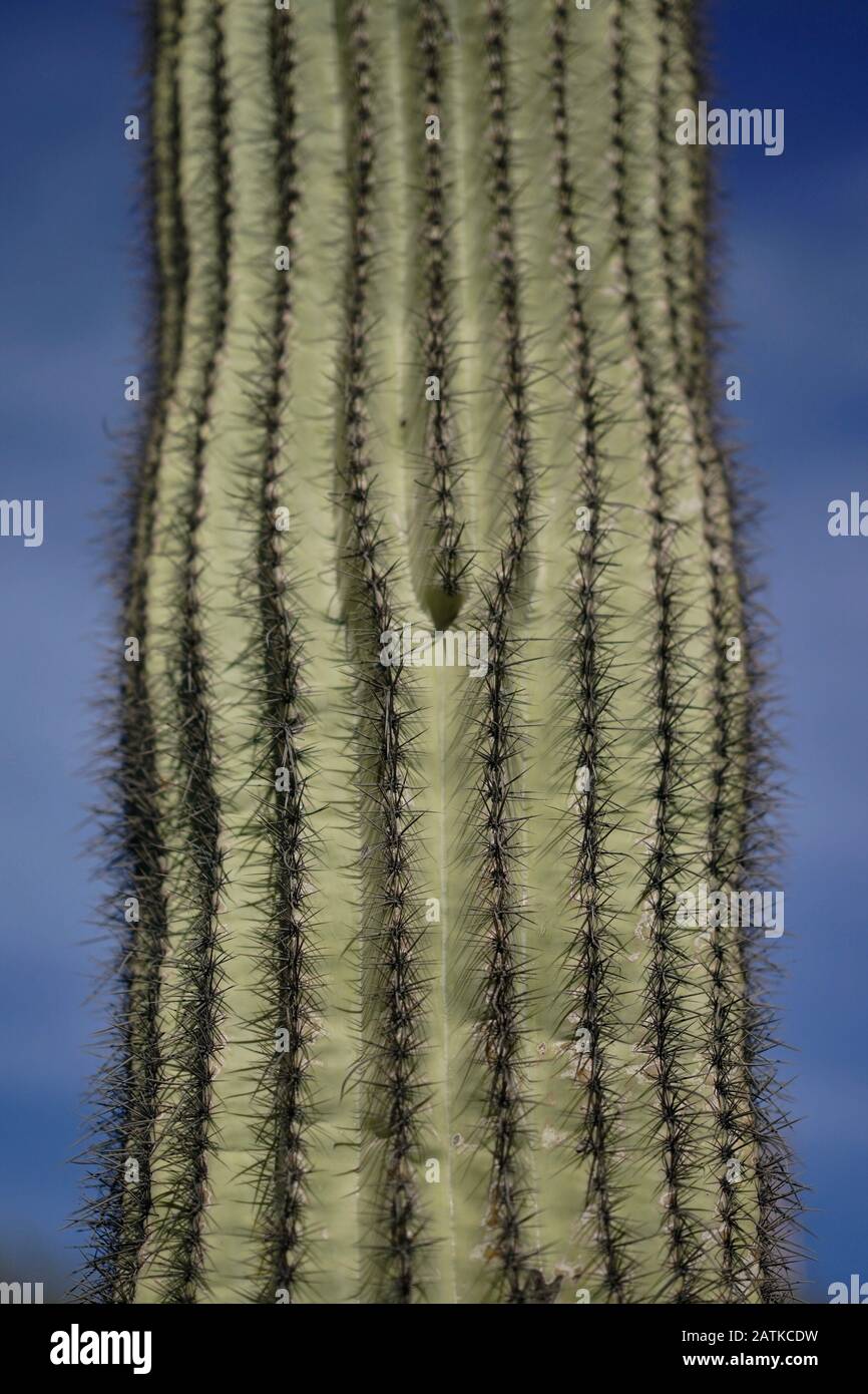 A close up of a saguaro cactus Stock Photo - Alamy