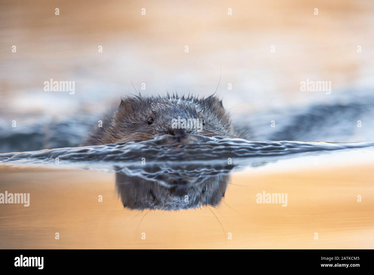 Muskrat swimming hi-res stock photography and images - Alamy