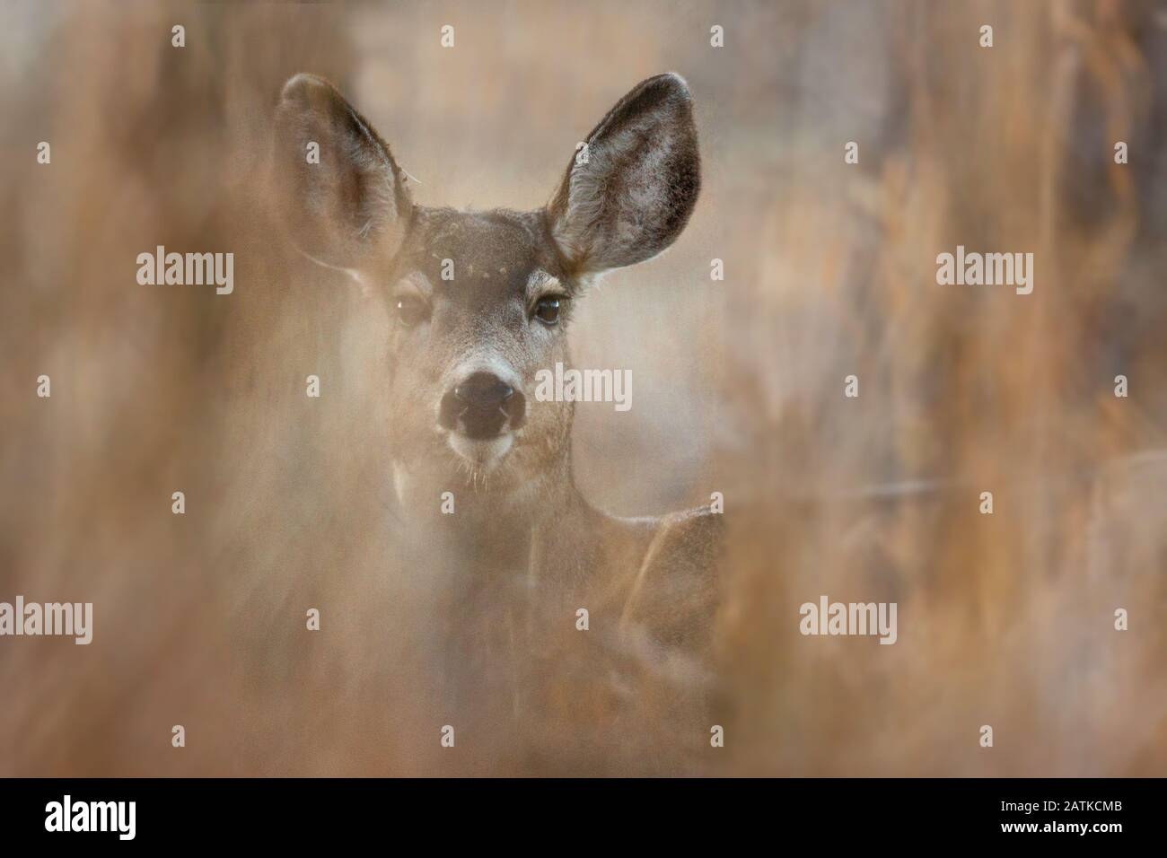 Mule deer face hi-res stock photography and images - Alamy