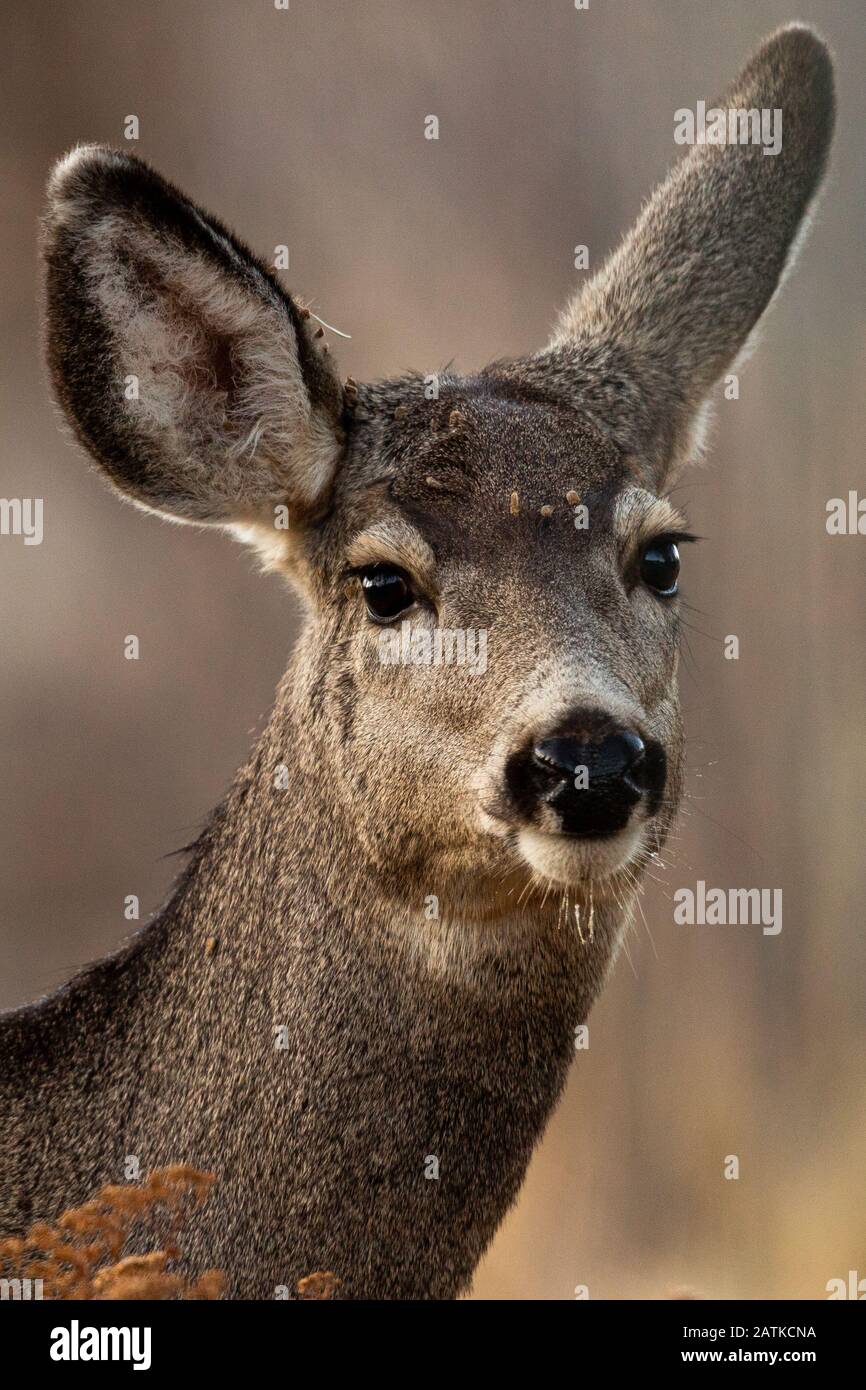 Mule Deer Doe Face