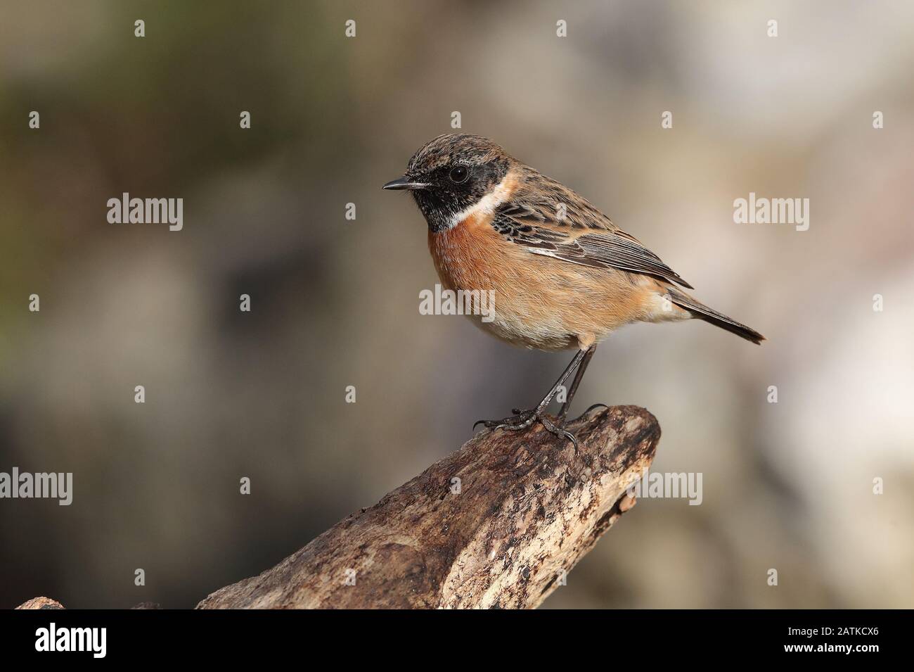 Male european stonechat hi-res stock photography and images - Alamy