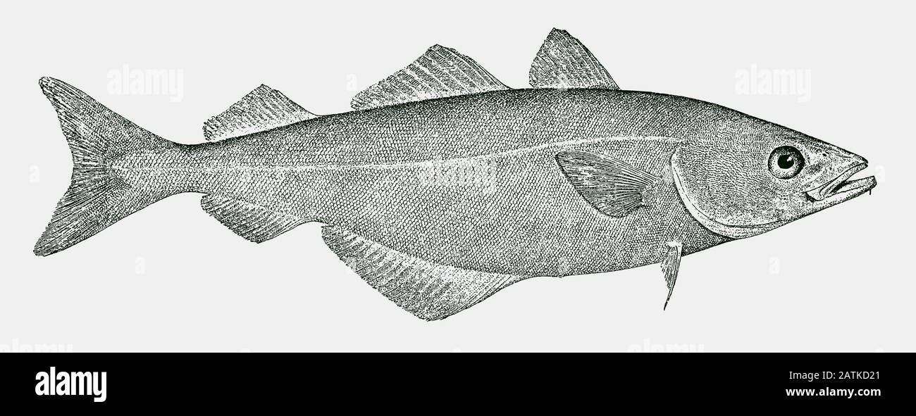 Saithe Stock Vector Images - Alamy