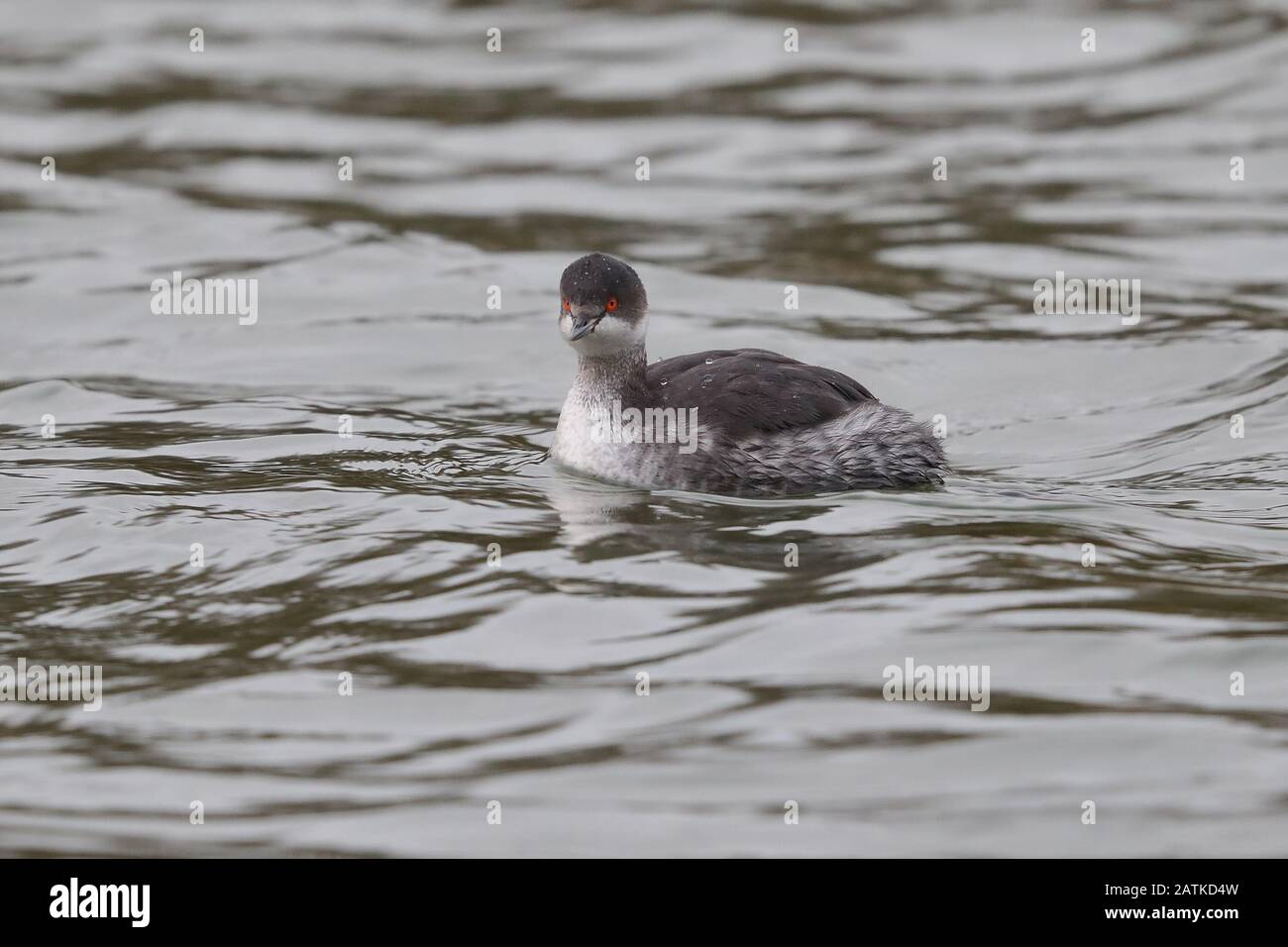 Black necked grebes breeding hi-res stock photography and images - Alamy