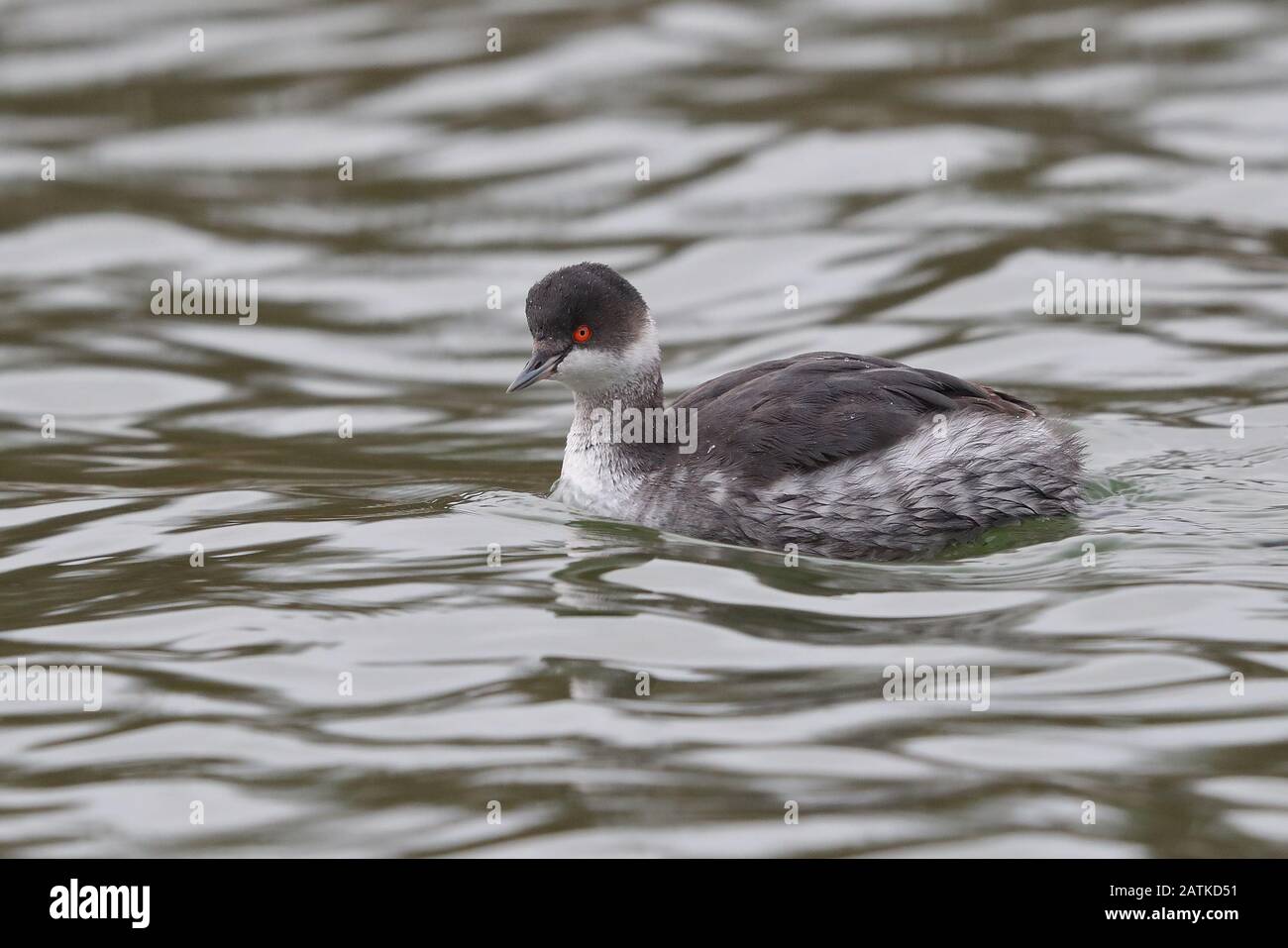 Black necked grebes eared hi-res stock photography and images - Alamy