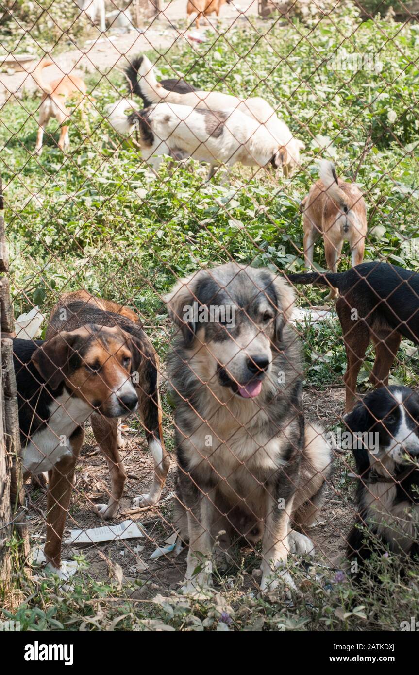 Stray dogs outdoor in animal shelter closeup behind a wire mesh Stock ...